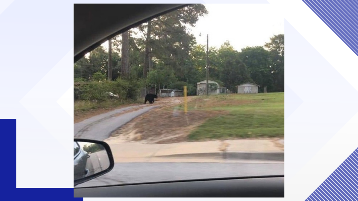 A 'Newbeary' sighting: Black bear seen wandering through SC city | wltx.com