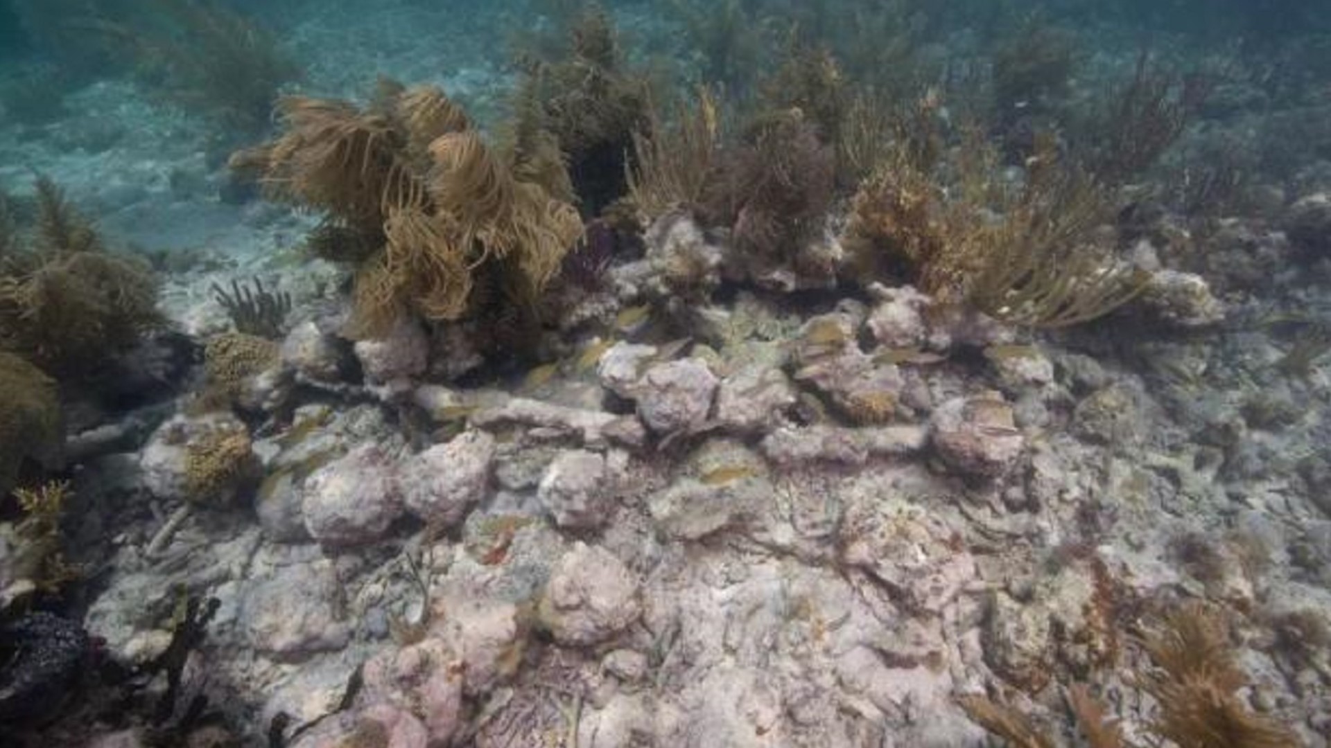 Warship identified off Florida coast 3 centuries after it sank | wltx.com