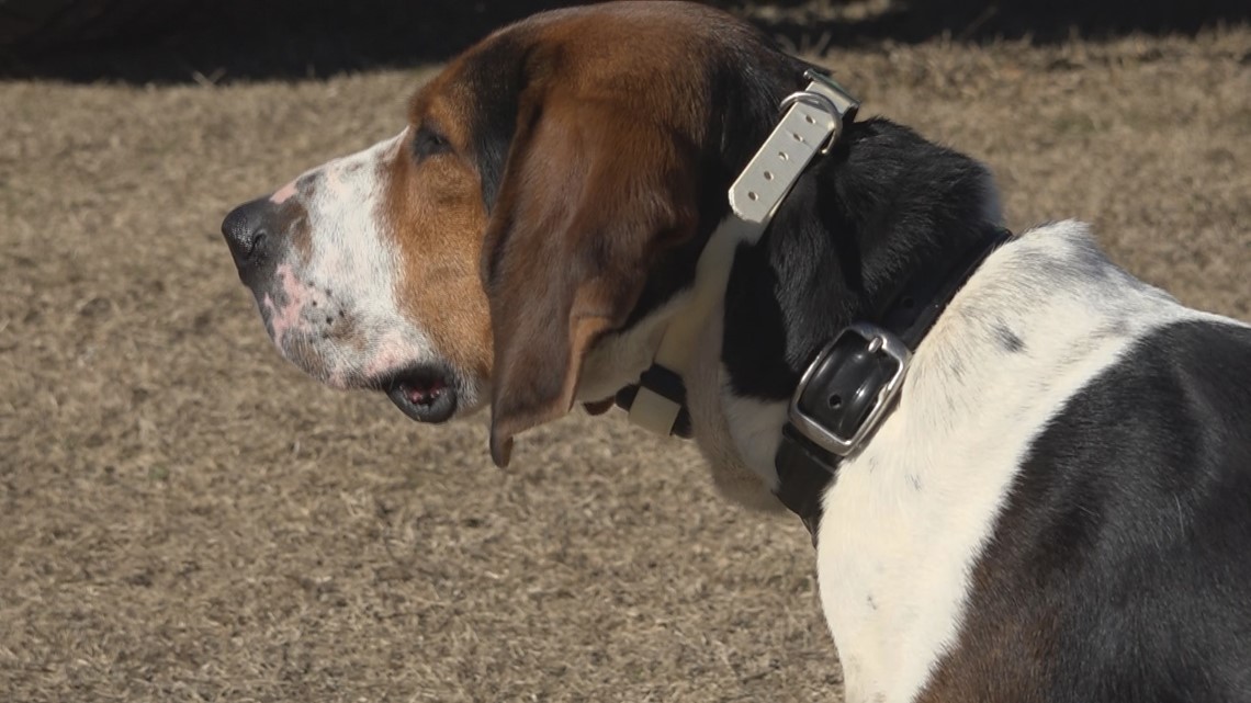 Grand American Coon Hunt celebrates 58 years in Orangeburg County ...