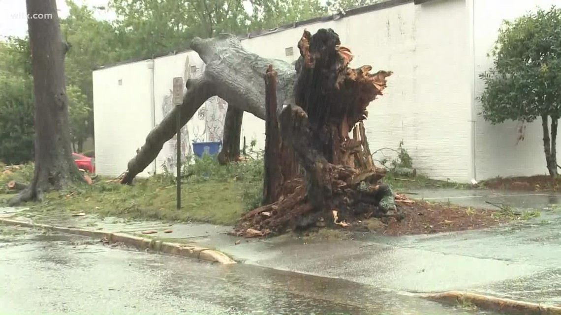 Columbia trees fall during Hurricane Ian | wltx.com