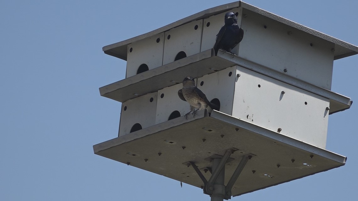 The legacy of purple martins in St. Matthews, South Carolina | wltx.com