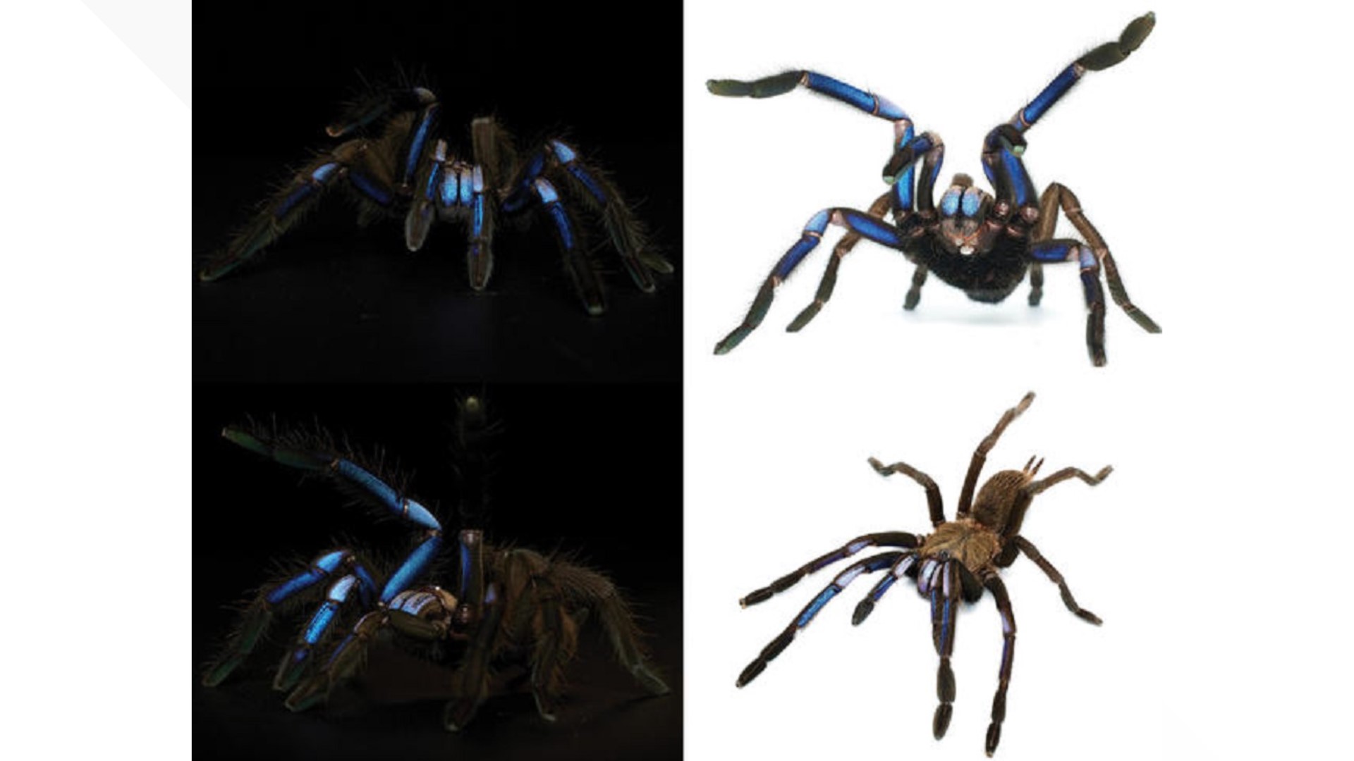 New 'electrical' blue tarantula species discovered in Thailand | wltx.com