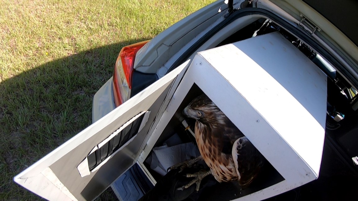 Red-tailed hawk released after nearly a year of rehabilitation | wltx.com