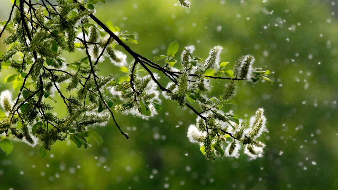 The science of pollen, and why it's everywhere | wltx.com