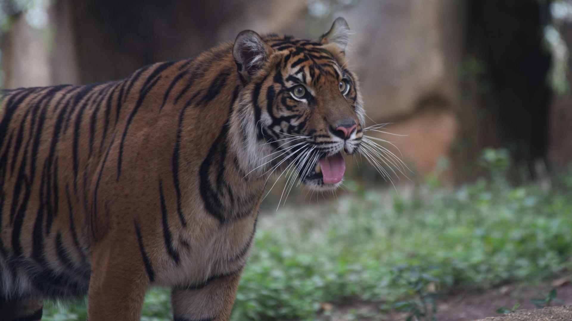 Riverbanks Zoo welcomes Sumatran Tiger Suci to her new home | wltx.com