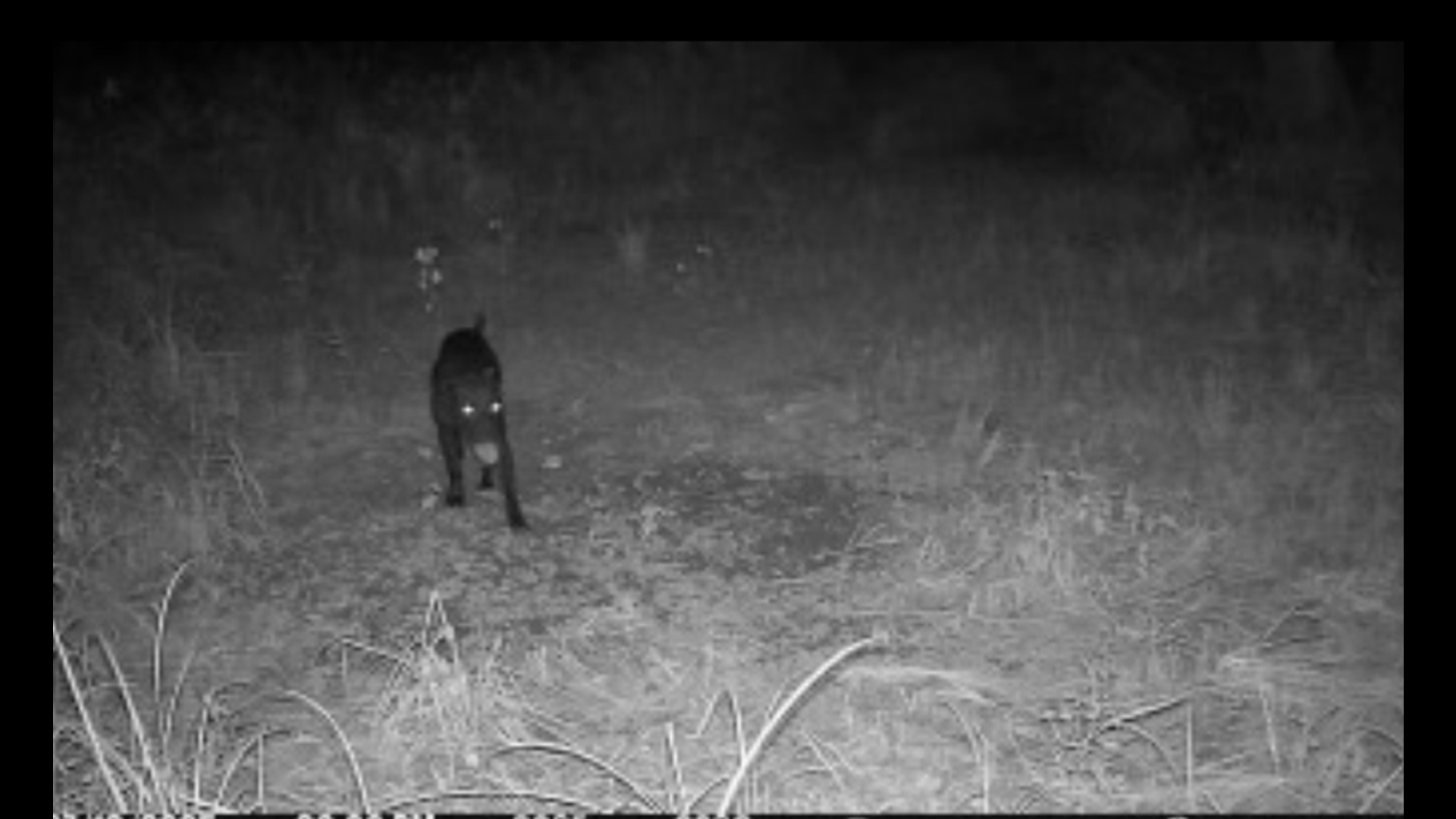 Harbison State Forest closure extended as new dog photos released | wltx.com