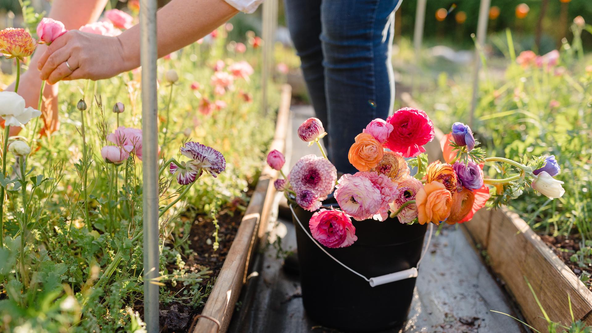 SC flower farmers form cooperative to boost wholesale sales | wltx.com