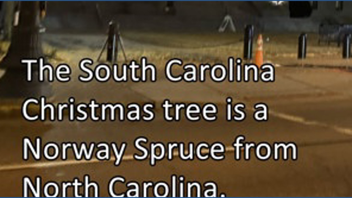 South Carolina Christmas tree | wltx.com