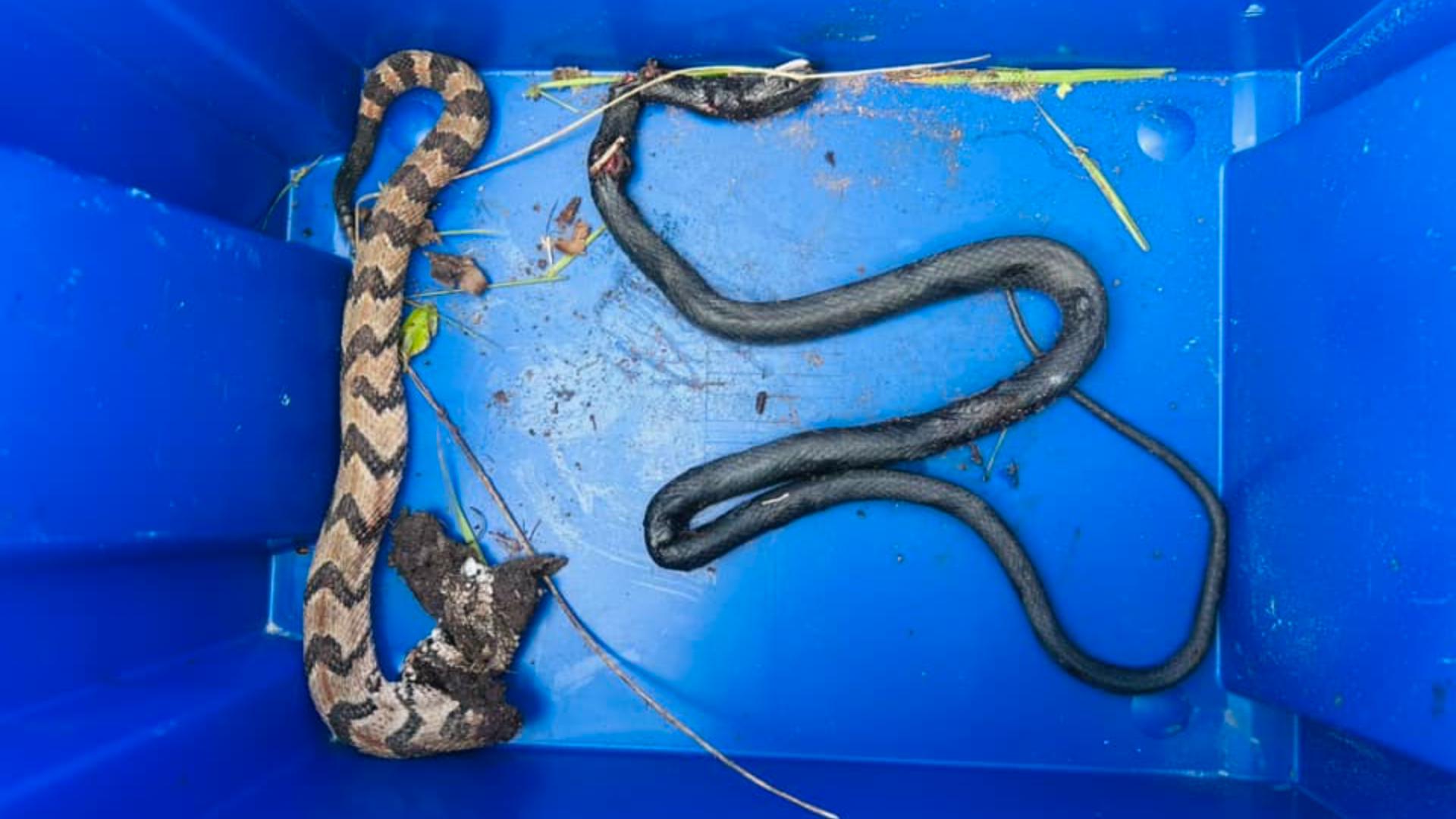 Woman rescued from 16-foot well with snakes in Orangeburg County | wltx.com
