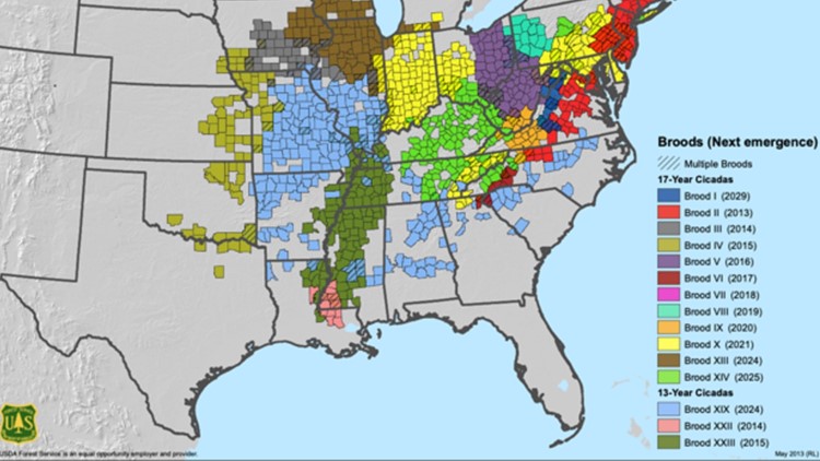 Maps show where trillions of cicadas will emerge in the U.S. | wltx.com