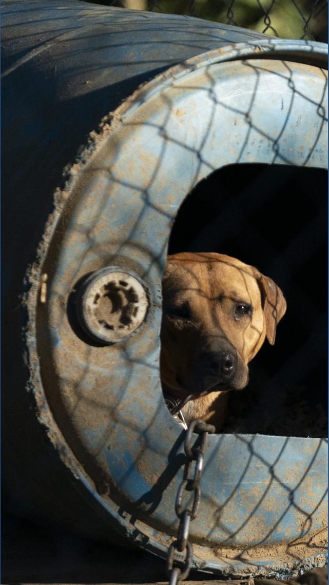 47 dogs seized along with drugs, guns, and money in SLED multi-county ...