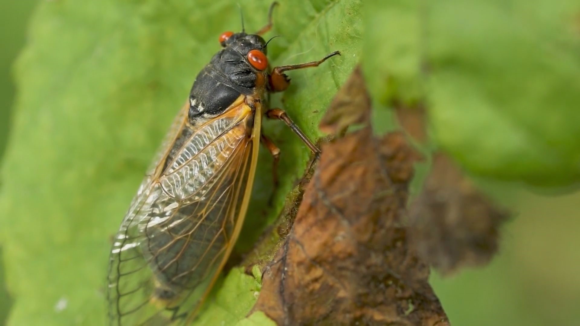 Maps show where trillions of cicadas will emerge in the U.S. | wltx.com