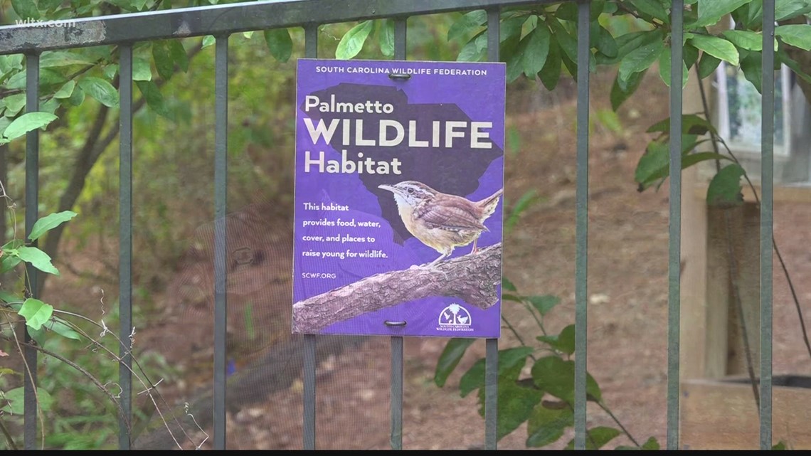 Birds heading to South Carolina for the winter | wltx.com