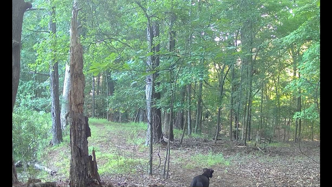 Harbison State Forest closure extended as new dog photos released ...