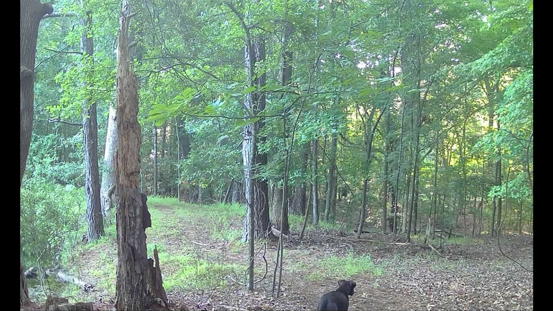 Harbison State Forest closure extended as new dog photos released | wltx.com