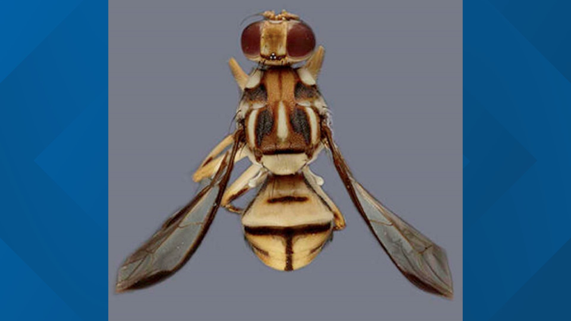 LA neighborhood quarantined due to invasive fruit fly infestation ...