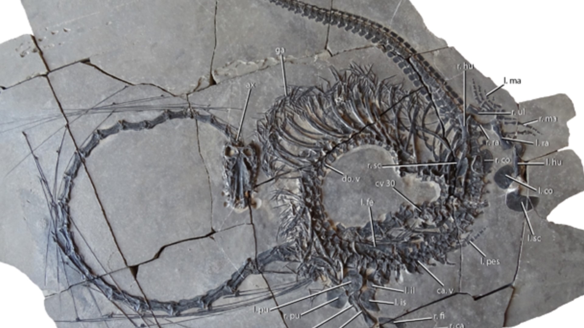 Scientists discover fossil of 'bizarre creature' | wltx.com