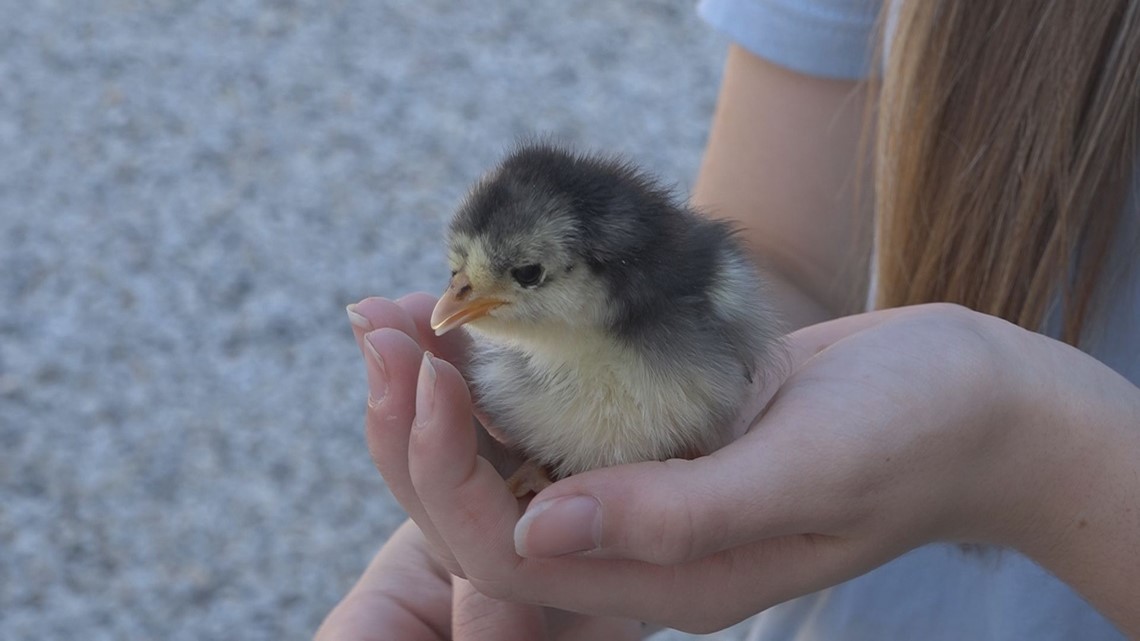 Here's where to rent-a-chick | wltx.com