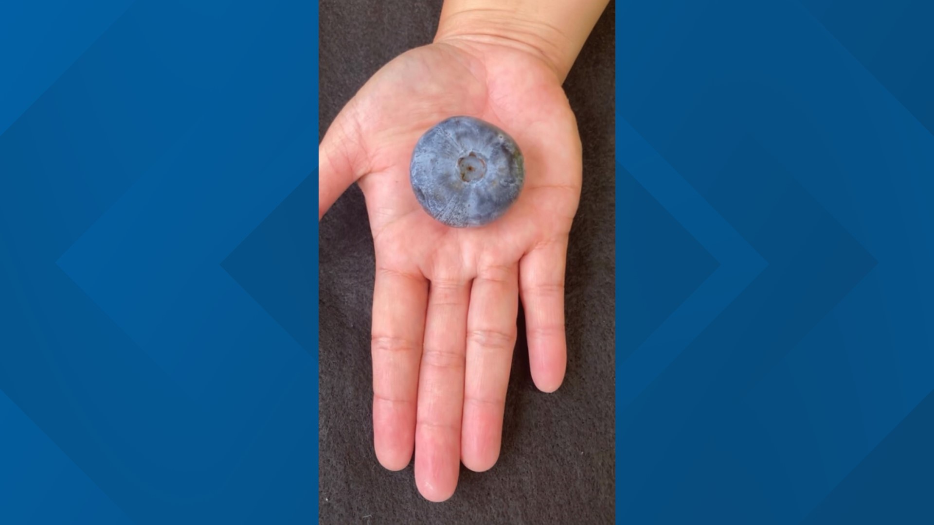 See the "behemoth blueberry" named the world's heaviest | wltx.com