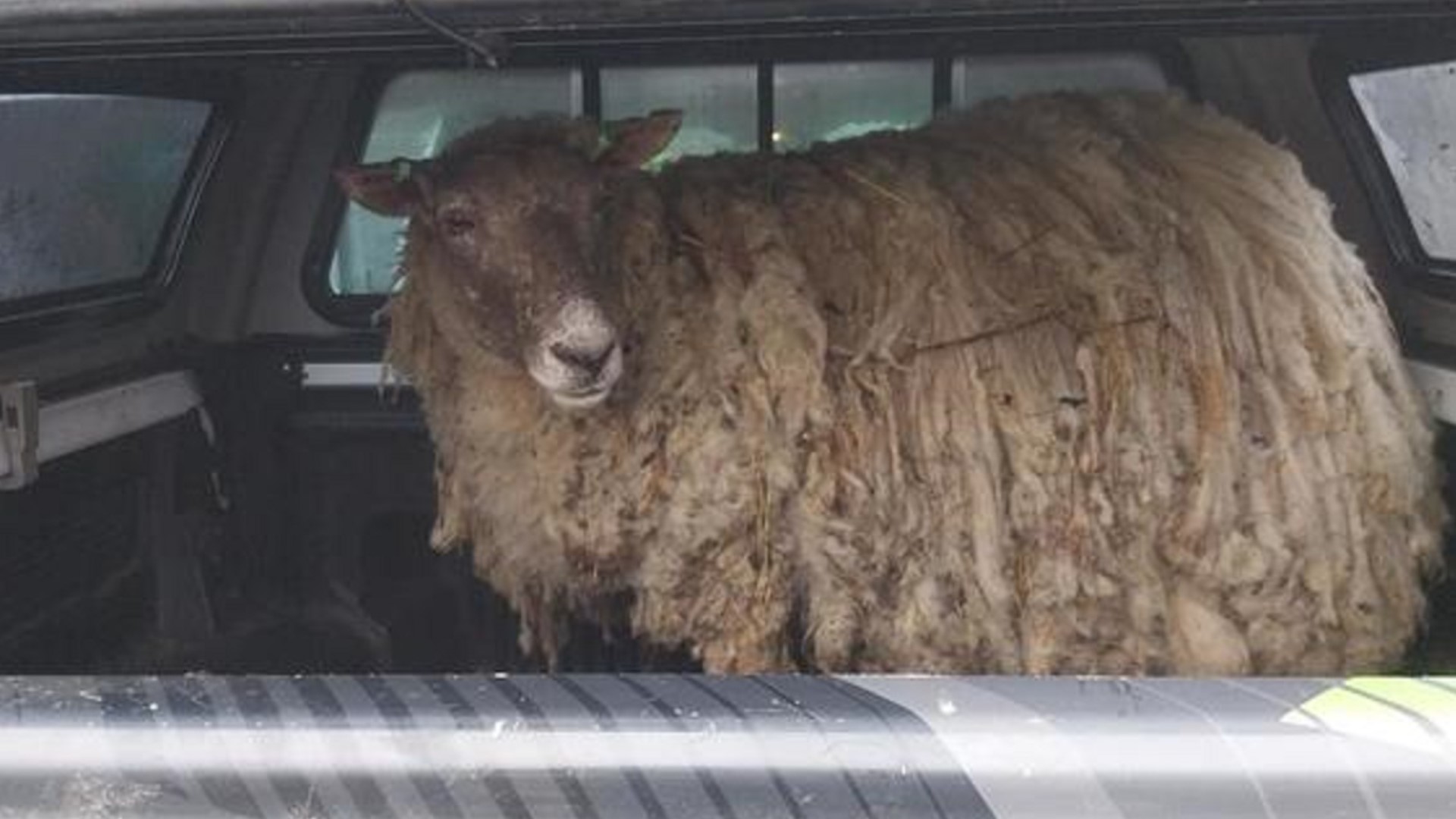 Britain's "loneliest sheep" rescued after at least 2 years | wltx.com