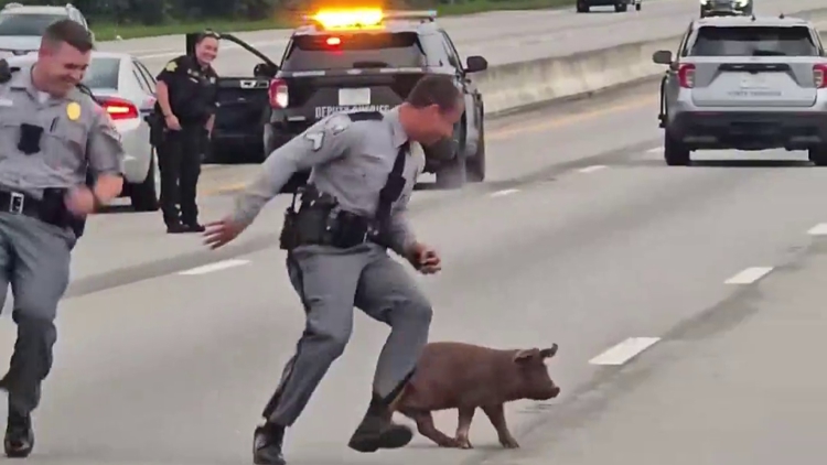 Pig chase on I-26 ends with rescue by South Carolina troopers | wltx.com