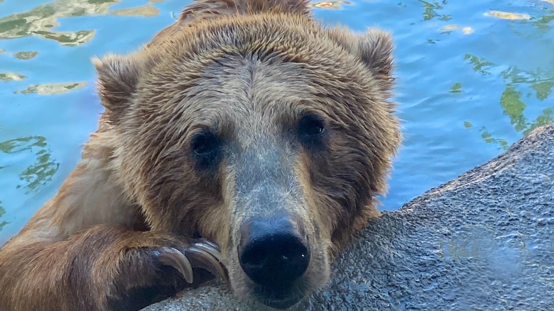 Sundance the grizzly bear has died, Riverbanks Zoo confirms | wltx.com