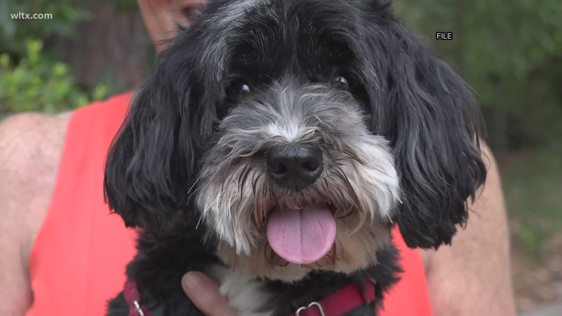 South Carolina vets warn of pet heat dangers as summer temps climb ...
