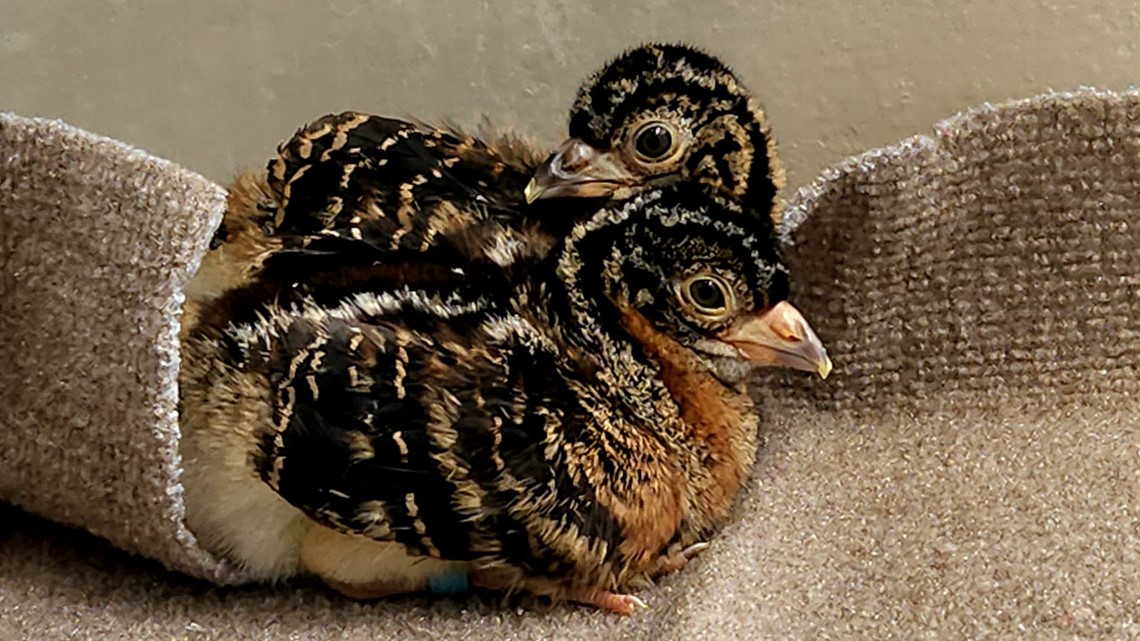 Rare endangered bird species hatch at Riverbanks Zoo in Columbia | wltx.com