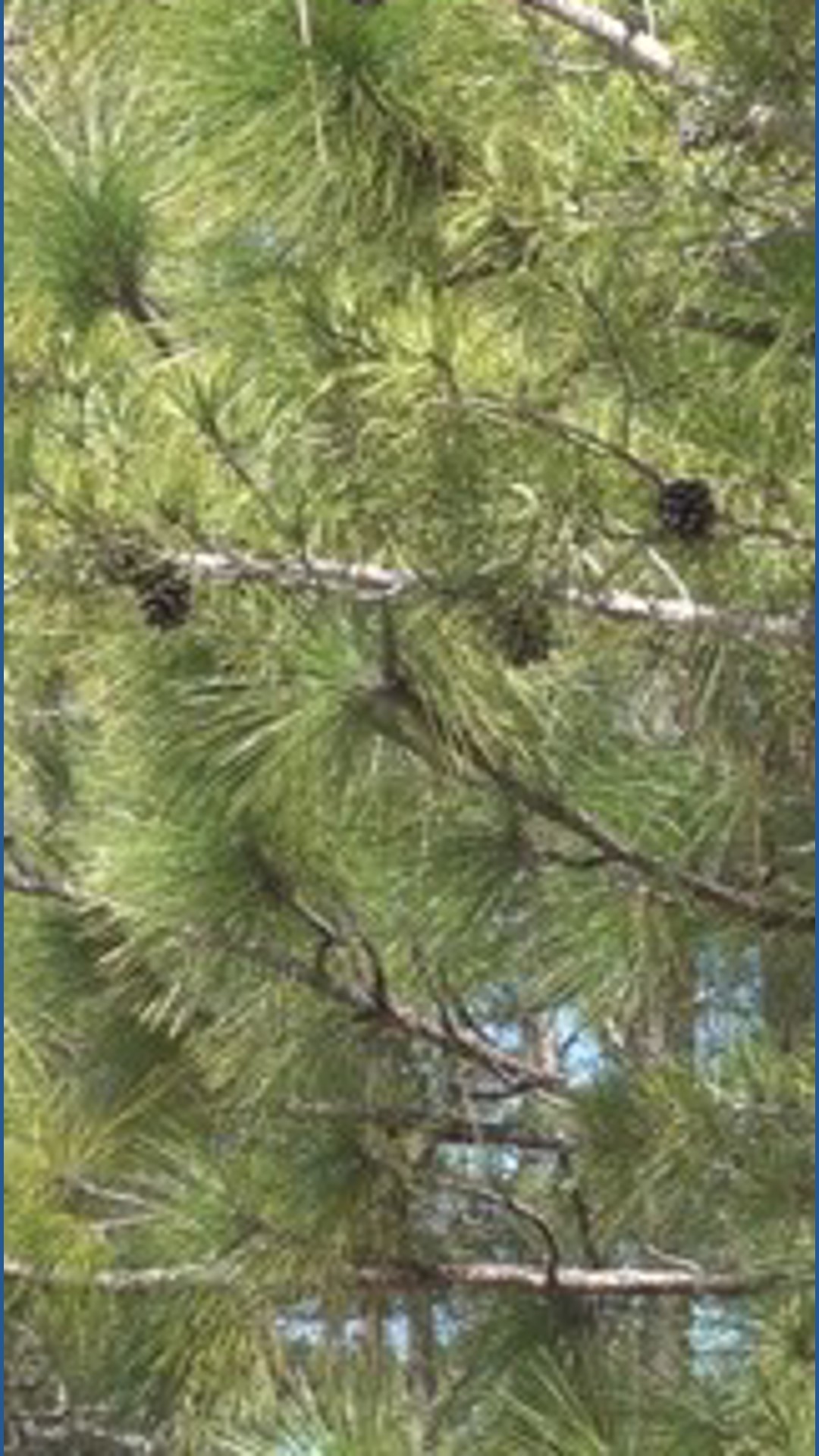 Tree pollen surge triggers allergy season across South Carolina | wltx.com