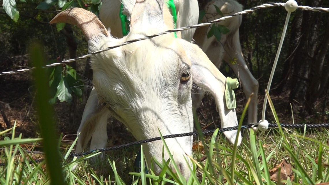Columbia discusses changing ordinance to allow goatscaping | wltx.com