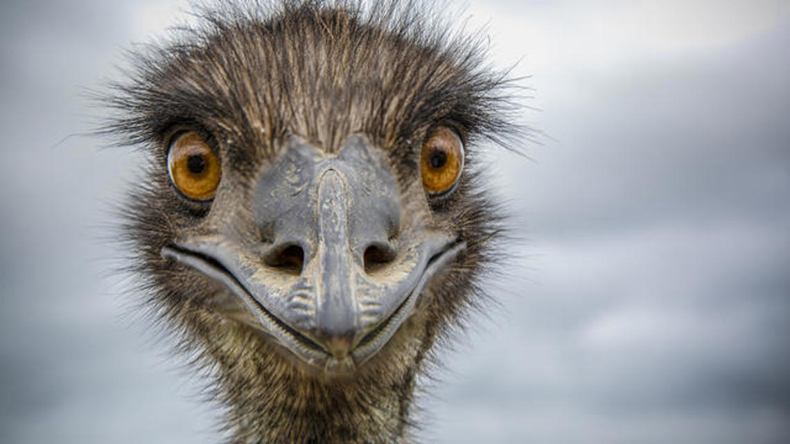 Escaped emus Thelma and Louise evade capture in South Carolina | wltx.com