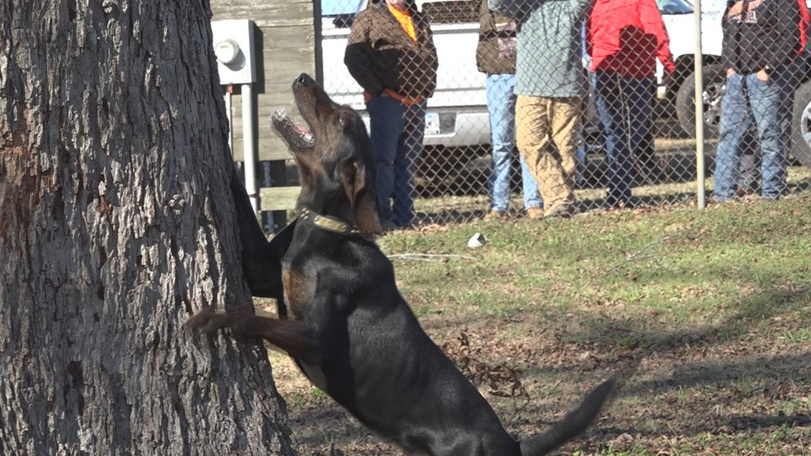 How the sport of coon hunting has evolved | wltx.com