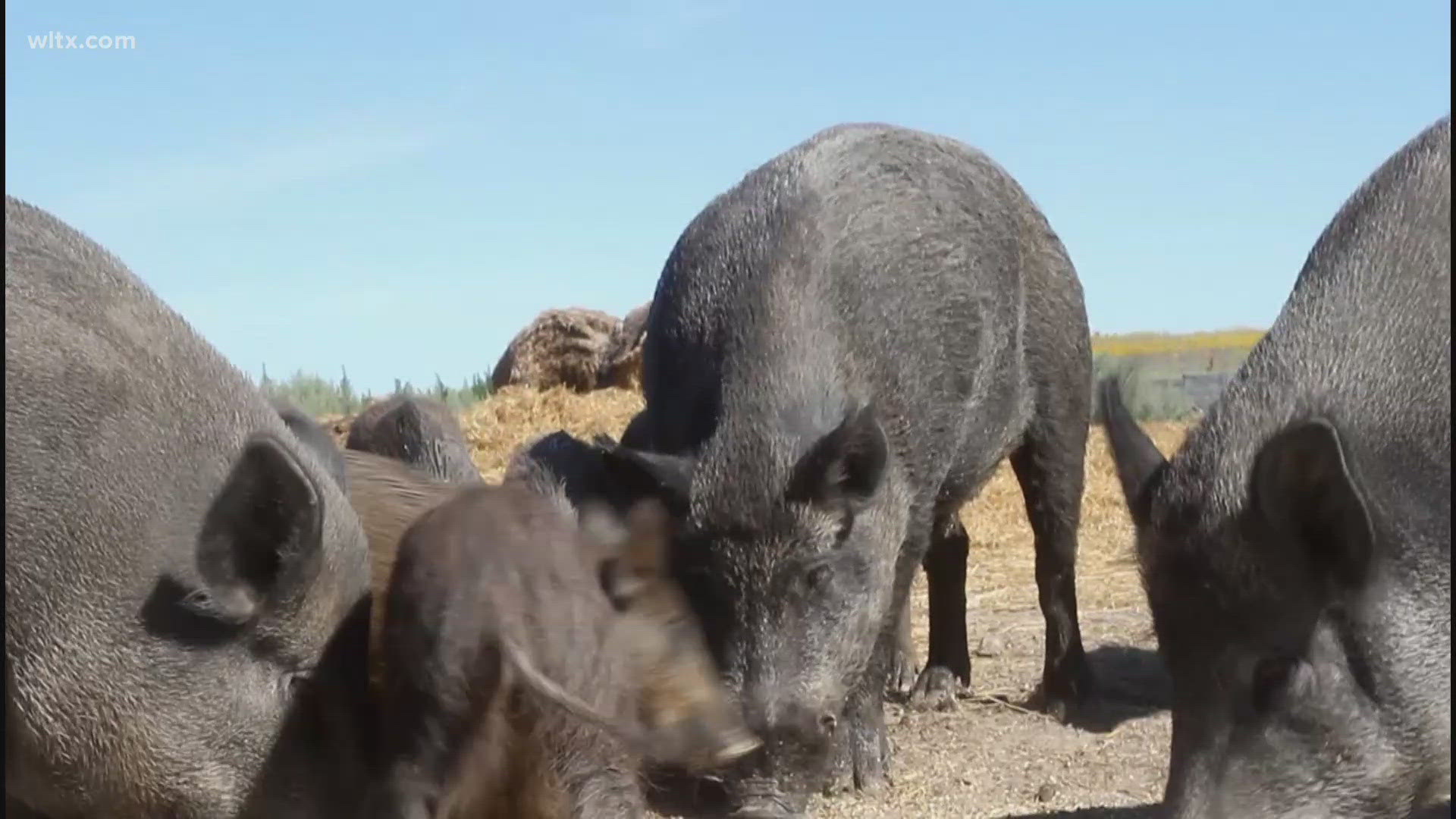 ‘Super pigs’ from Canada raise new concerns for U.S. farmers and ...