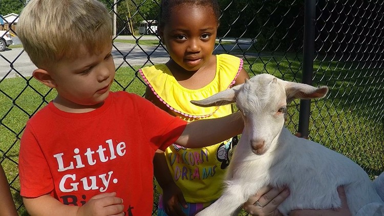You've GOAT to be kidding, goat therapy is a real thing | wltx.com