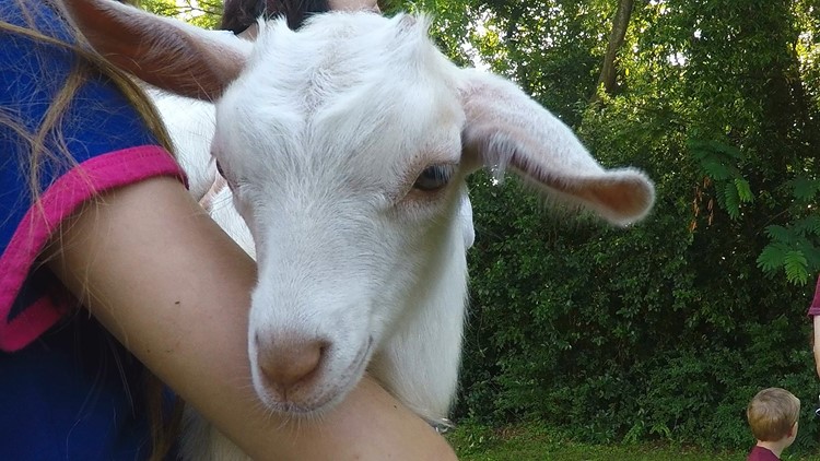 You've GOAT to be kidding, goat therapy is a real thing | wltx.com