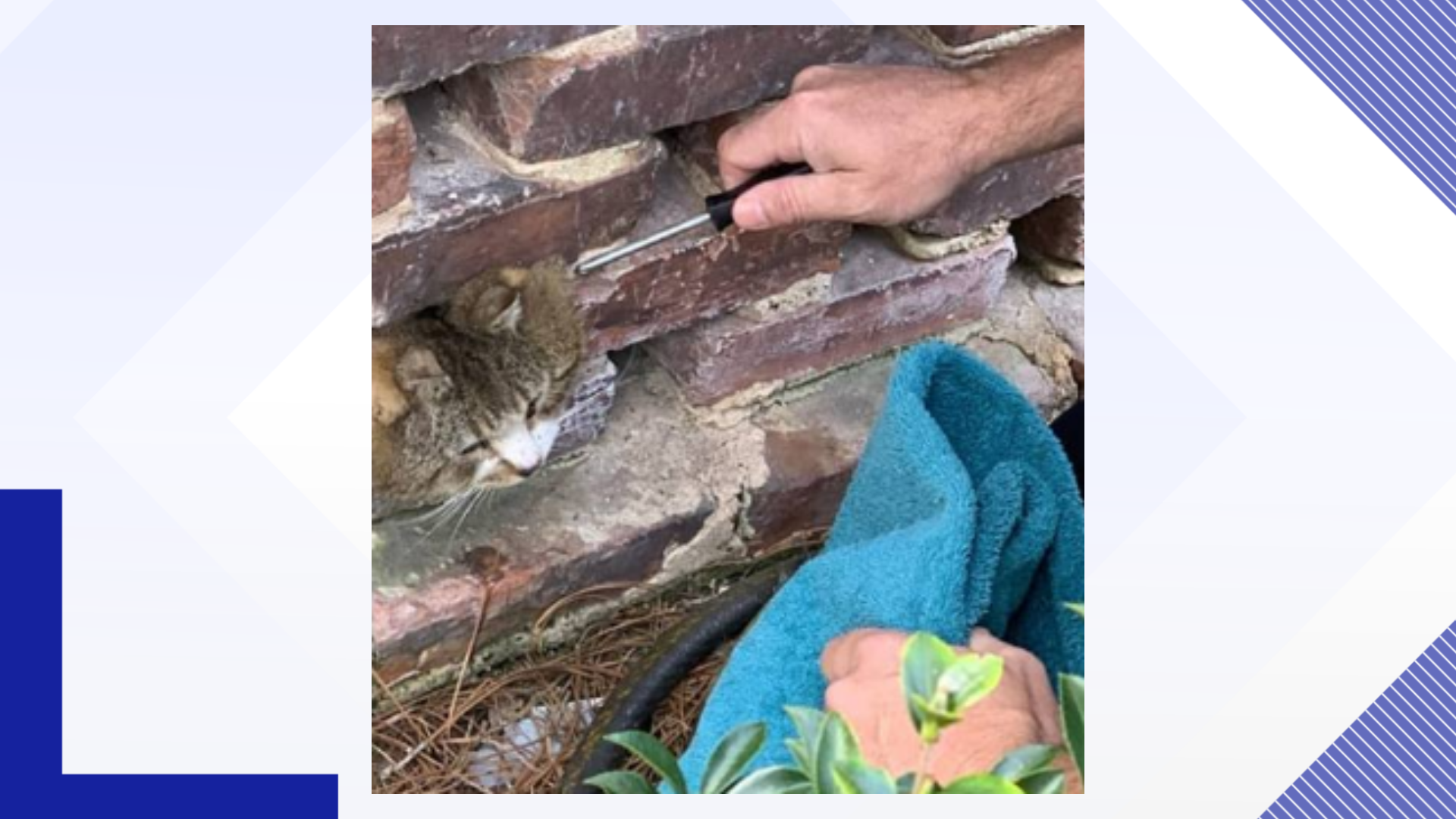 Too curious? SC officer rescues cat stuck in brick wall | wltx.com