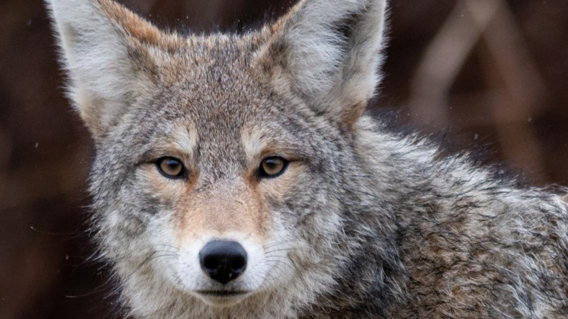 Irmo neighborhood alert: Coyote sightings on the rise | wltx.com