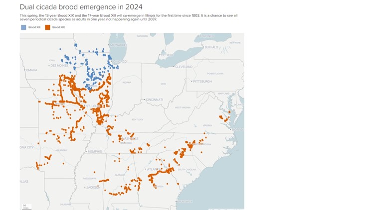 Maps show where trillions of cicadas will emerge in the U.S. | wltx.com