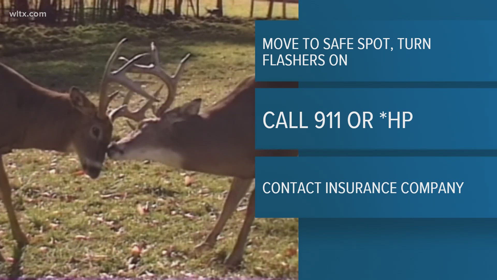 What to do if you hit a deer? | wltx.com