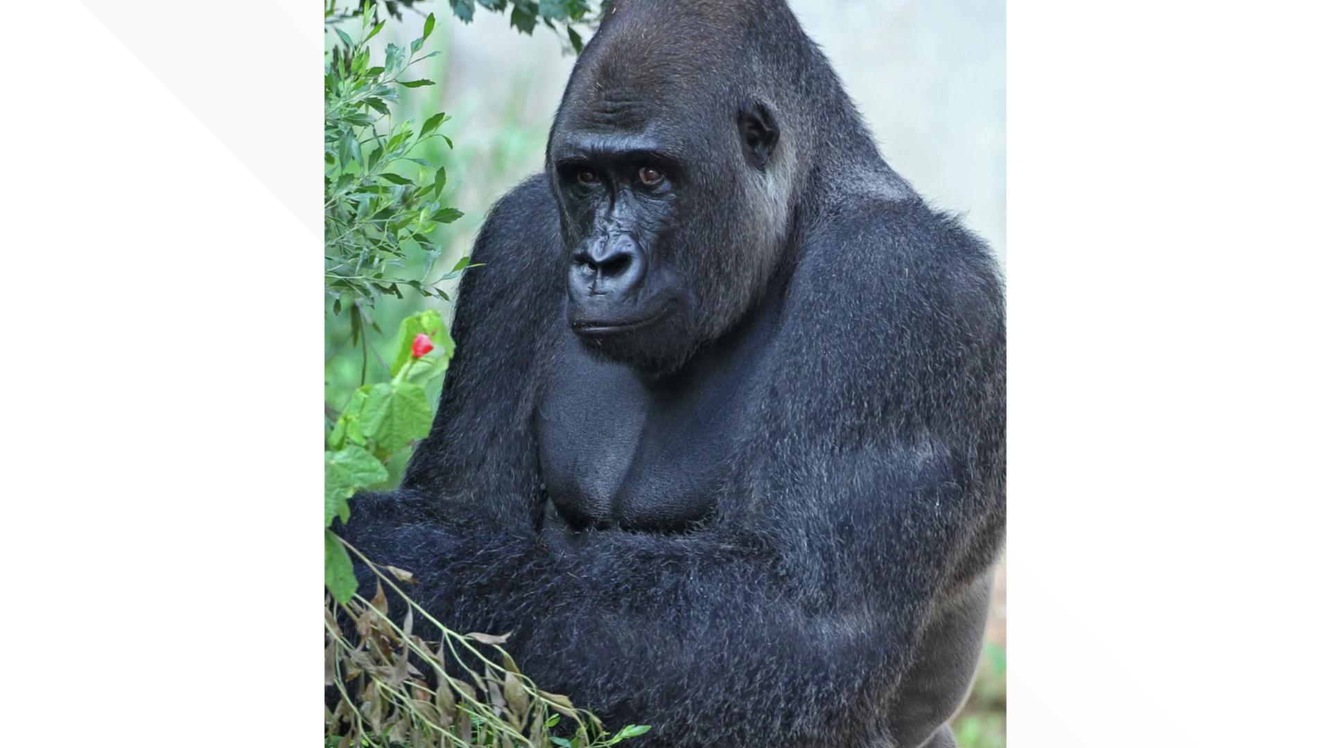 Riverbank Zoo's silverback gorilla Cenzoo faces possible bowel cancer ...