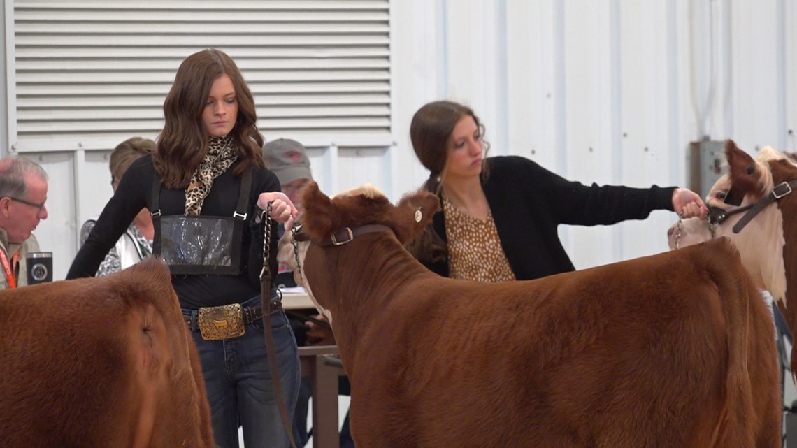 High school students show off beef cattle at SC State Fair | wltx.com