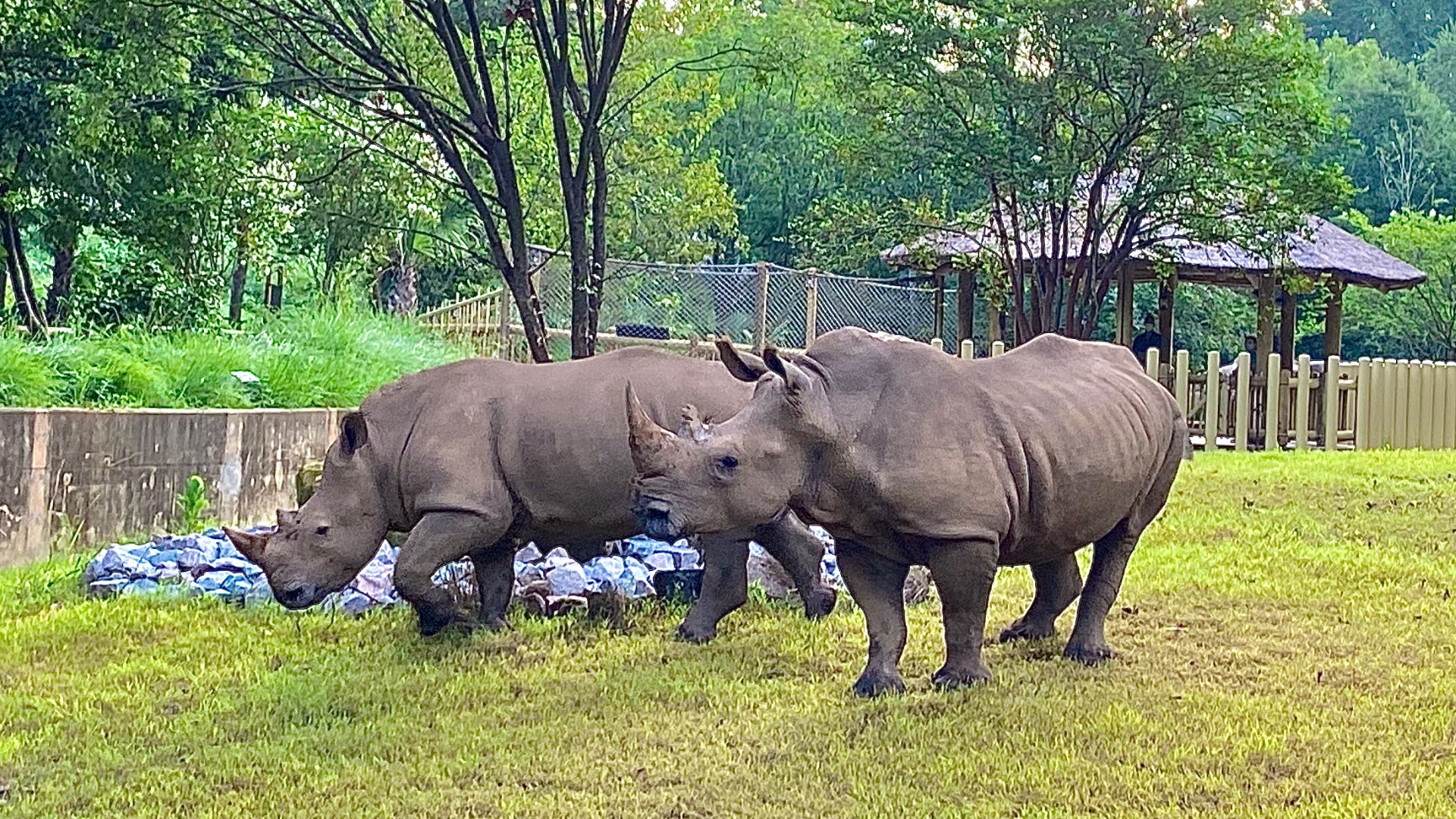 Columbia Riverbanks Zoo welcomes two white rhinoceros | wltx.com