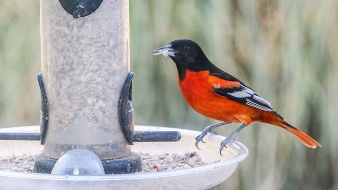 Baltimore oriole winter bird count in South Carolina | wltx.com