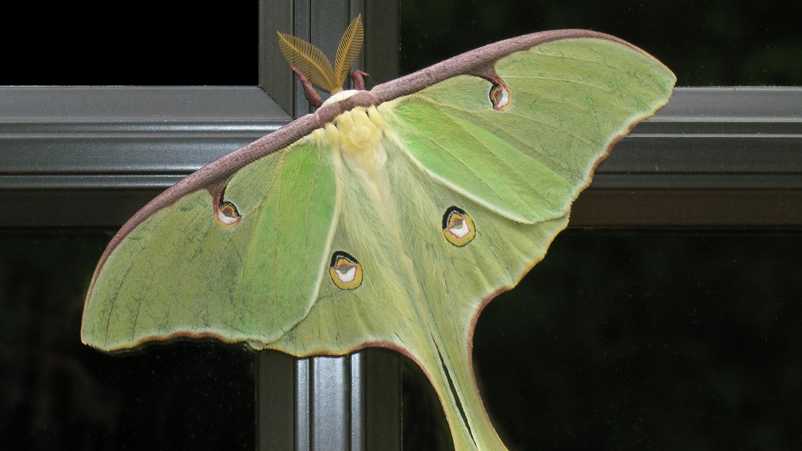 How South Carolina can participate in National Moth Week | wltx.com