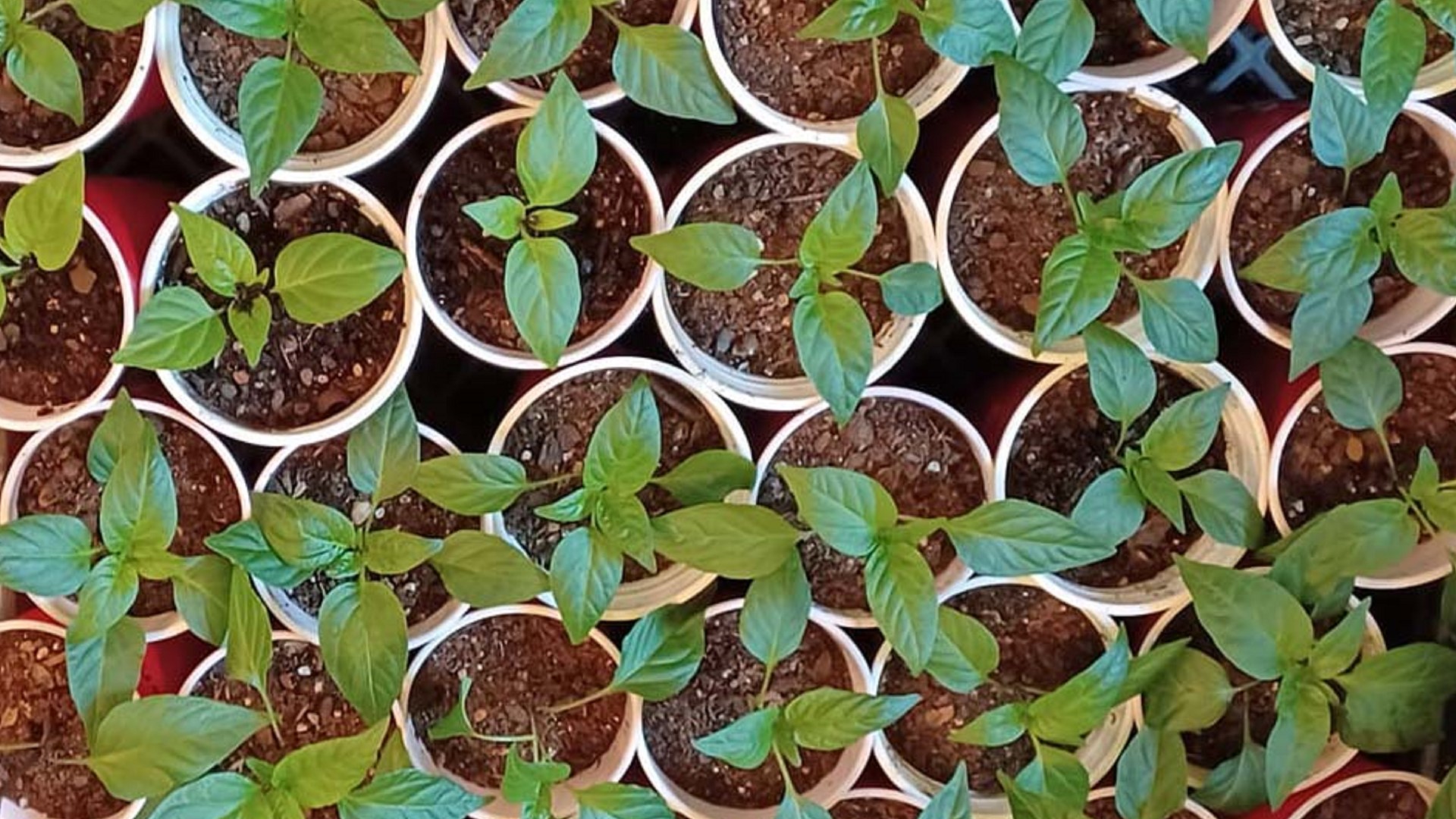 Columbia, Lexington plant sales 2024 | wltx.com