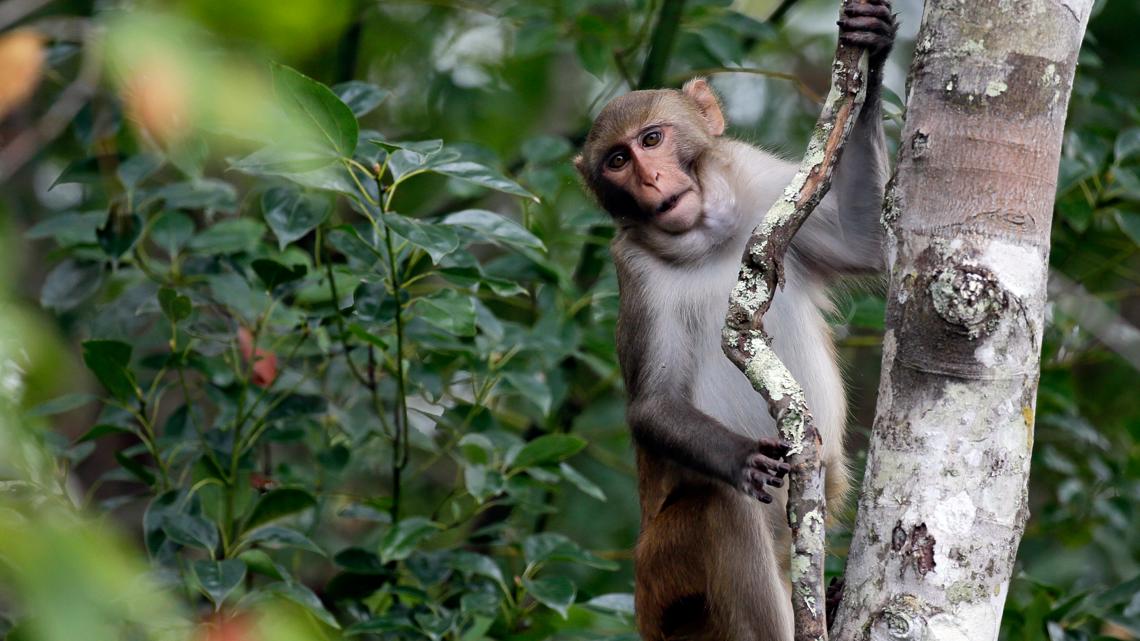 37 of 43 escaped monkeys captured in SC Lowcountry | wltx.com