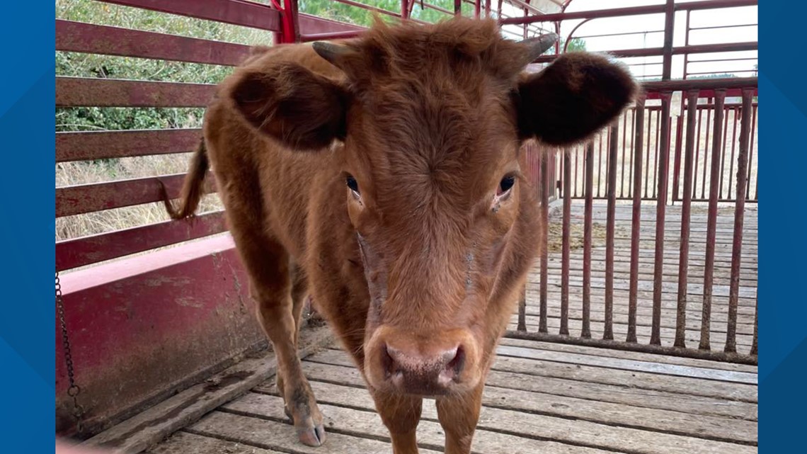 Cow search continues along Morgan Road in Horry County | wltx.com