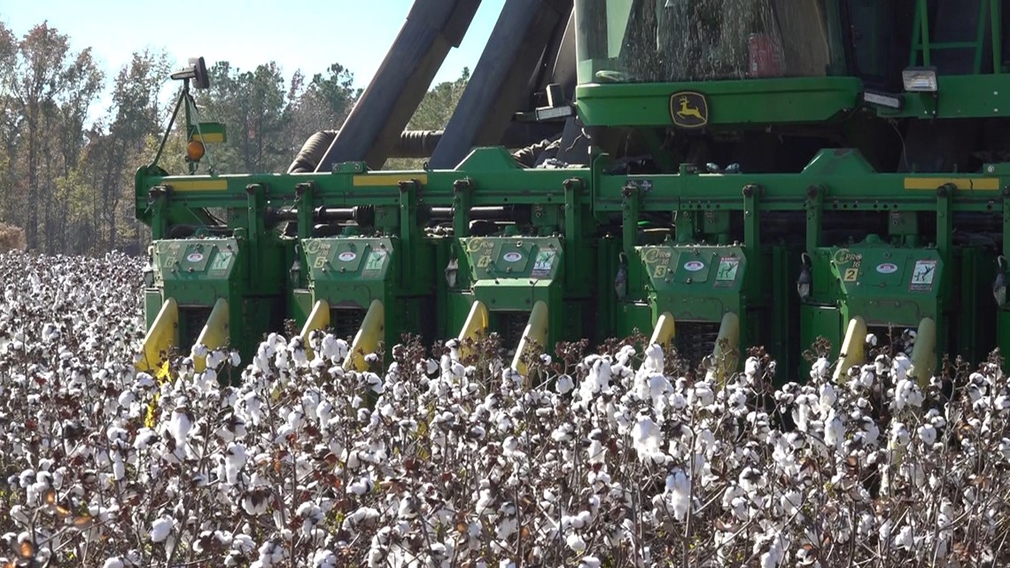 Behind-the-scenes look at cotton harvesting in Sumter County | wltx.com
