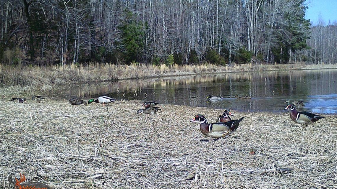 Bird flu suspected cause of mass South Carolina wood duck deaths | wltx.com