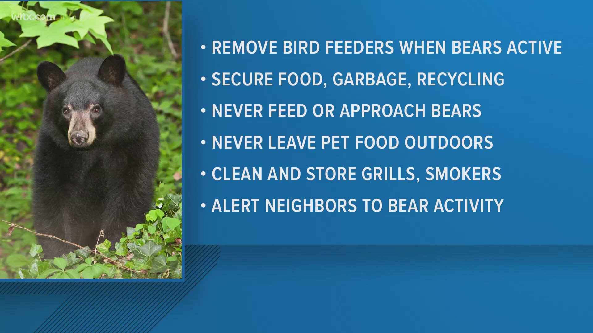 Living with black bears in South Carolina | wltx.com